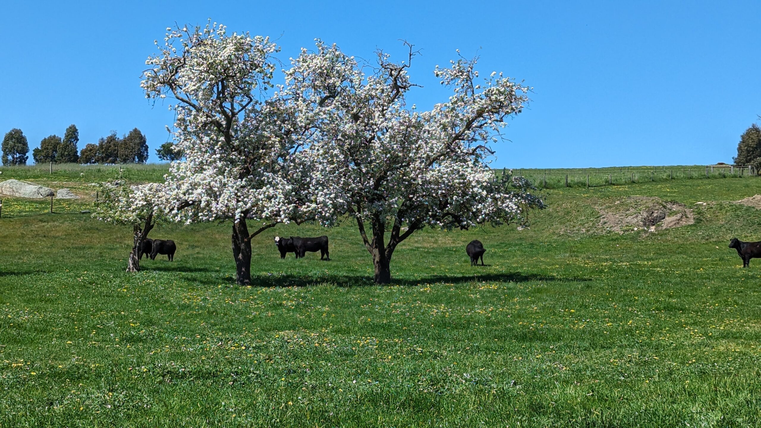 Gardens part 1 - Australian Homestead
