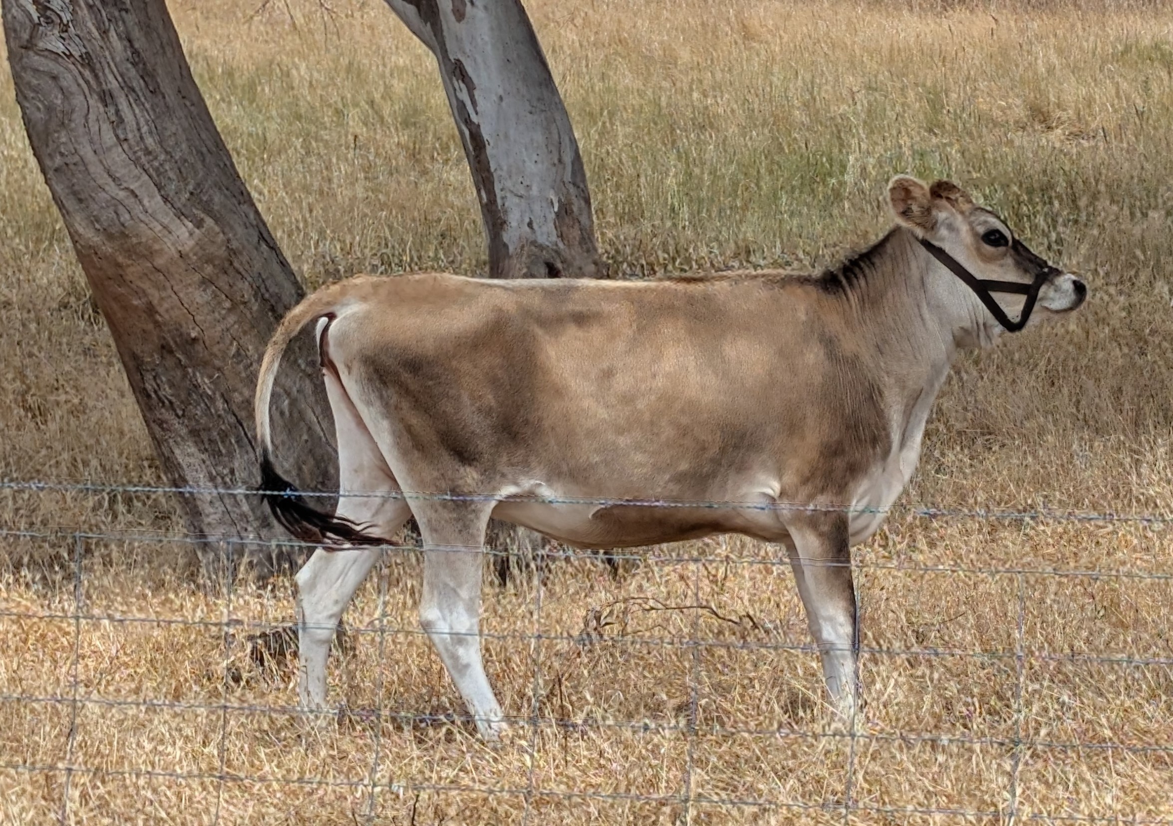 House cow part 2 - Australian Homestead